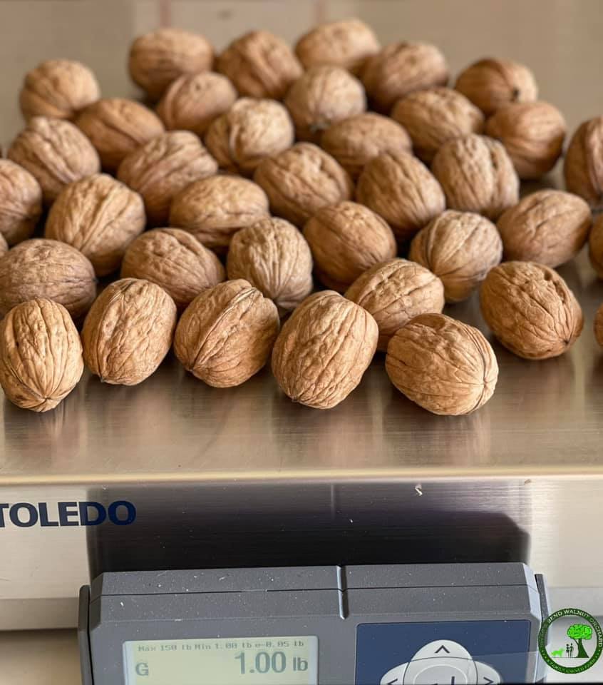 Buy English walnut (Raw) in shell Start sending November 2025! on the ...