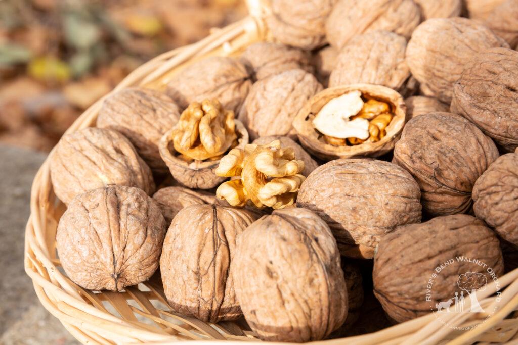 Buy English walnut (Raw) in shell Start sending November 2025! on the ...