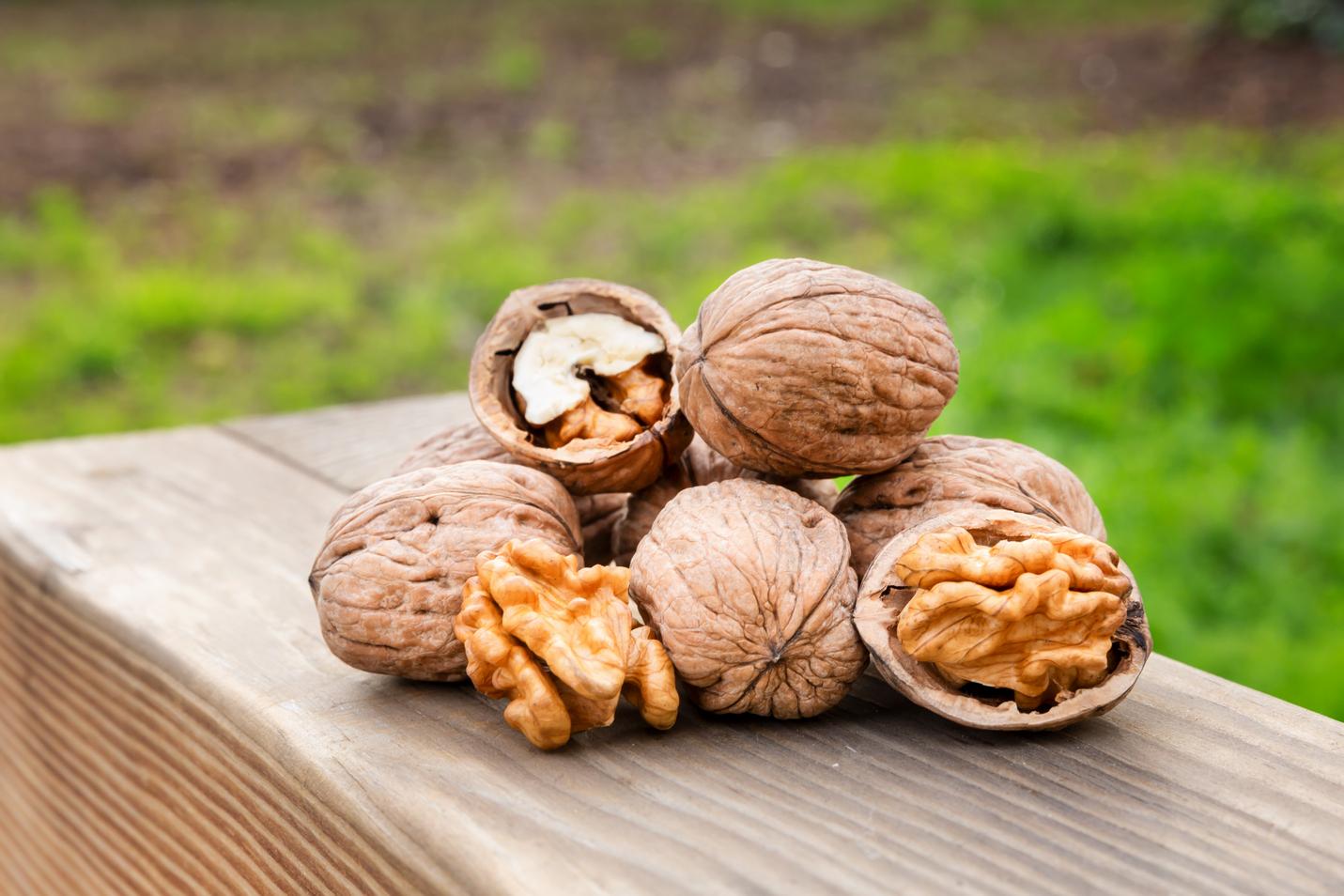 Buy English walnut (Raw) in shell Start sending November 2025! on the ...