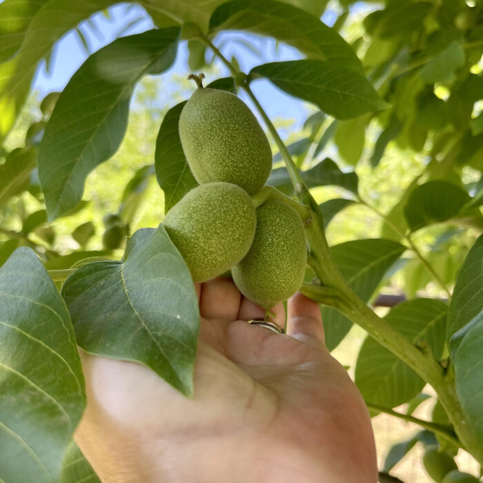 How to open and eat a young green walnuts. Watch the video, please ...