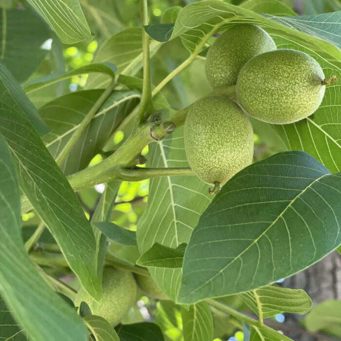 How to open and eat a young green walnuts. Watch the video, please ...